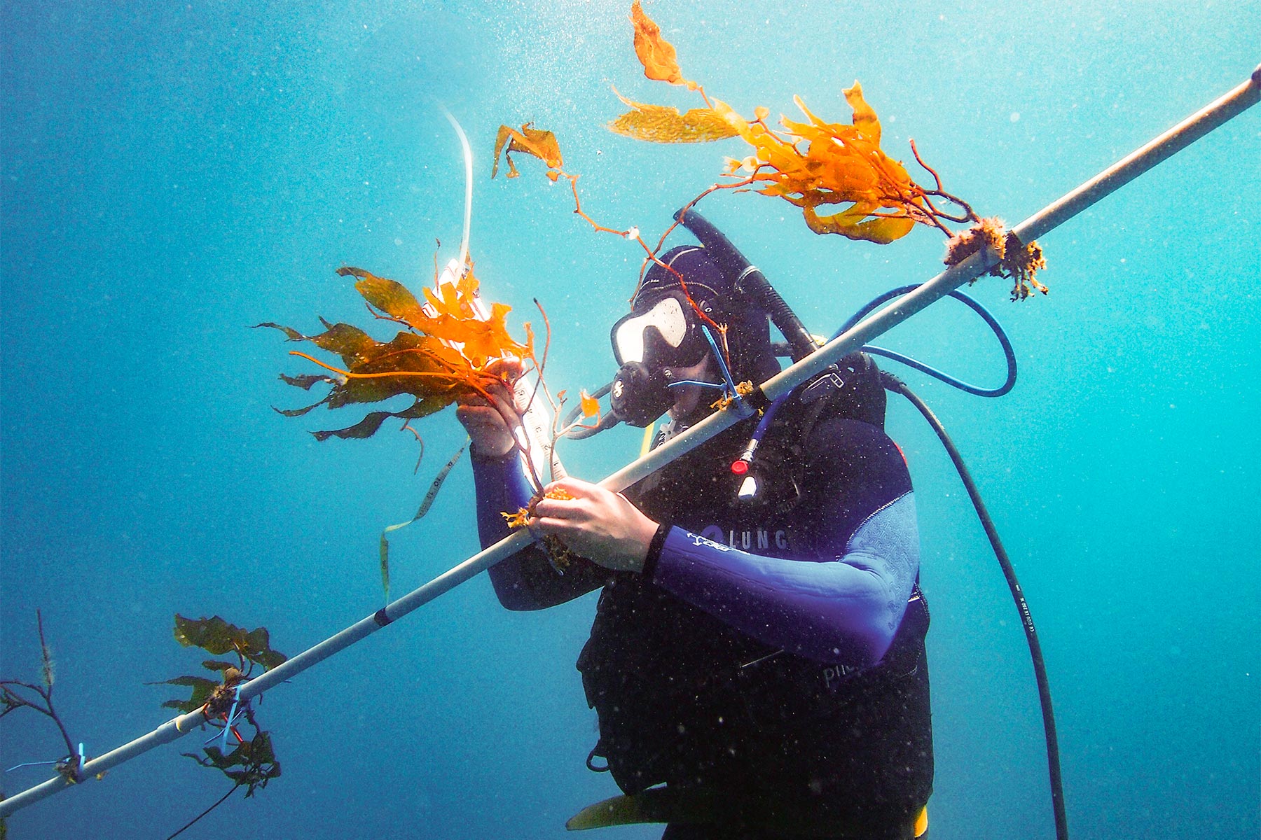 USC scientists may have unlocked kelp’s potential as major biofuel source